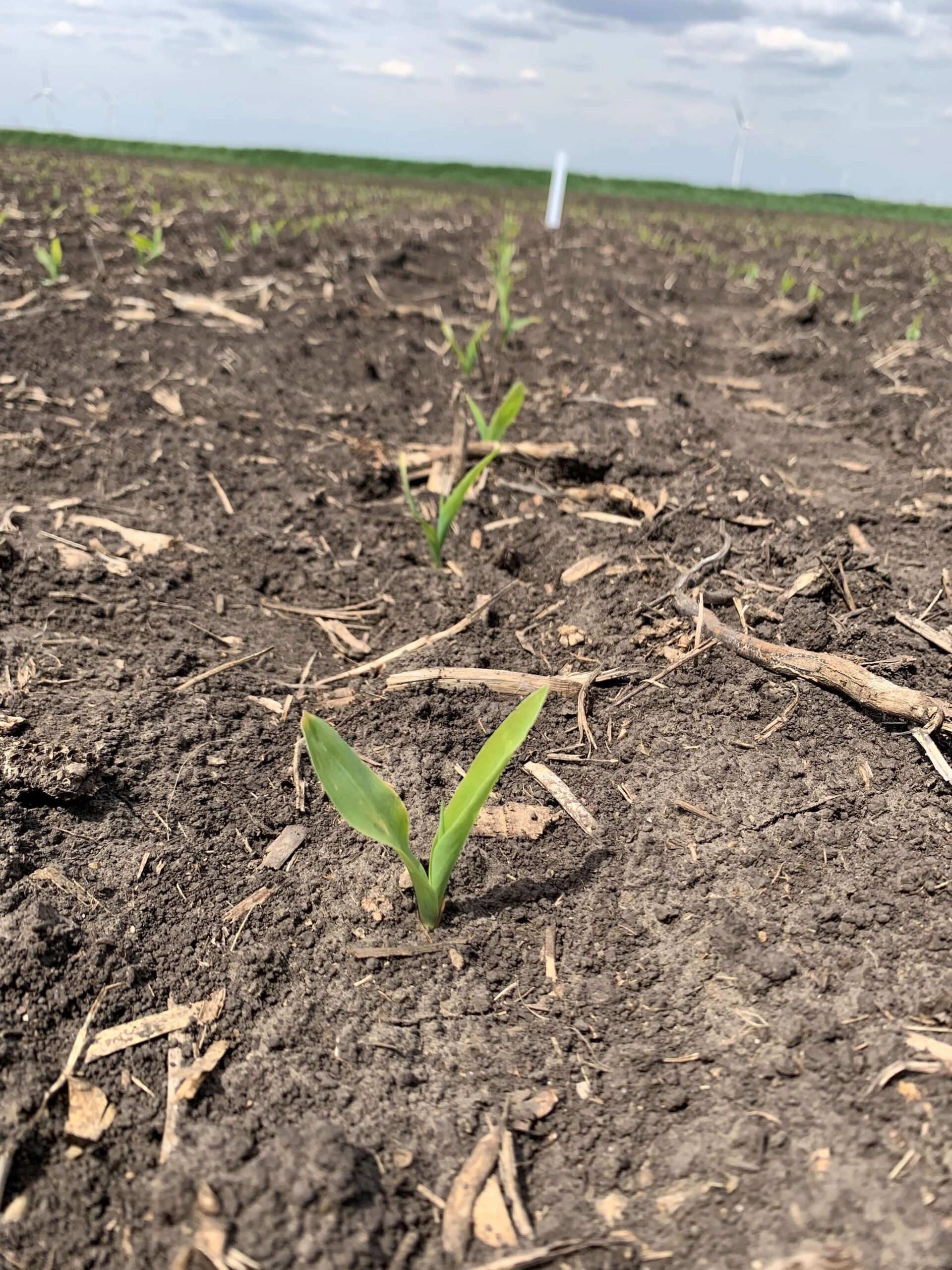 GDUs Through the Growing Season - Obrien County Ag Supply GDUs Through ...